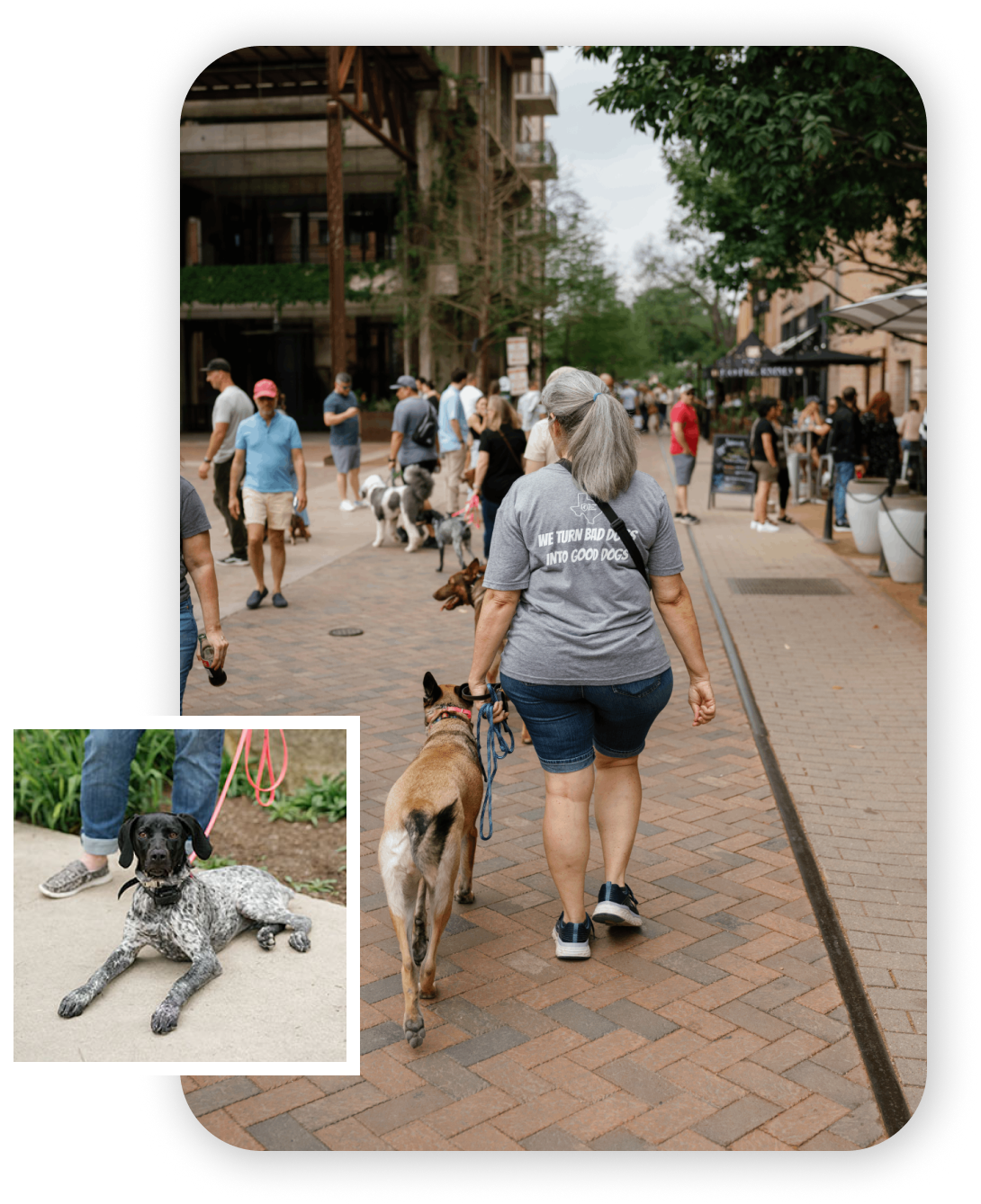 Ivy League Canine Academy - Ivy League Canine Academy