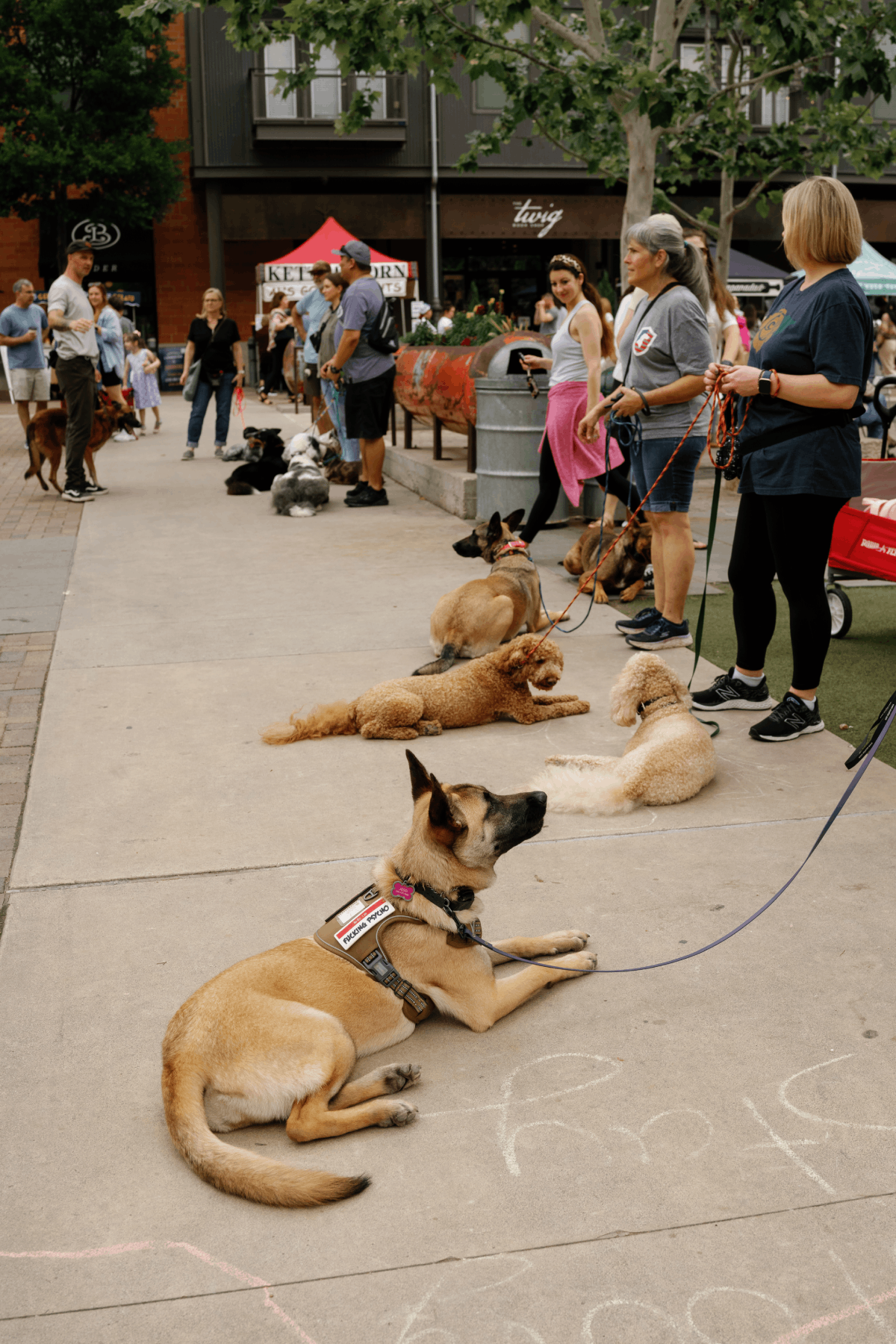 Our Programs - Ivy League Canine Academy
